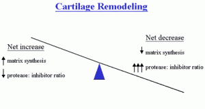 Osteoarthritis : Pathophysiology